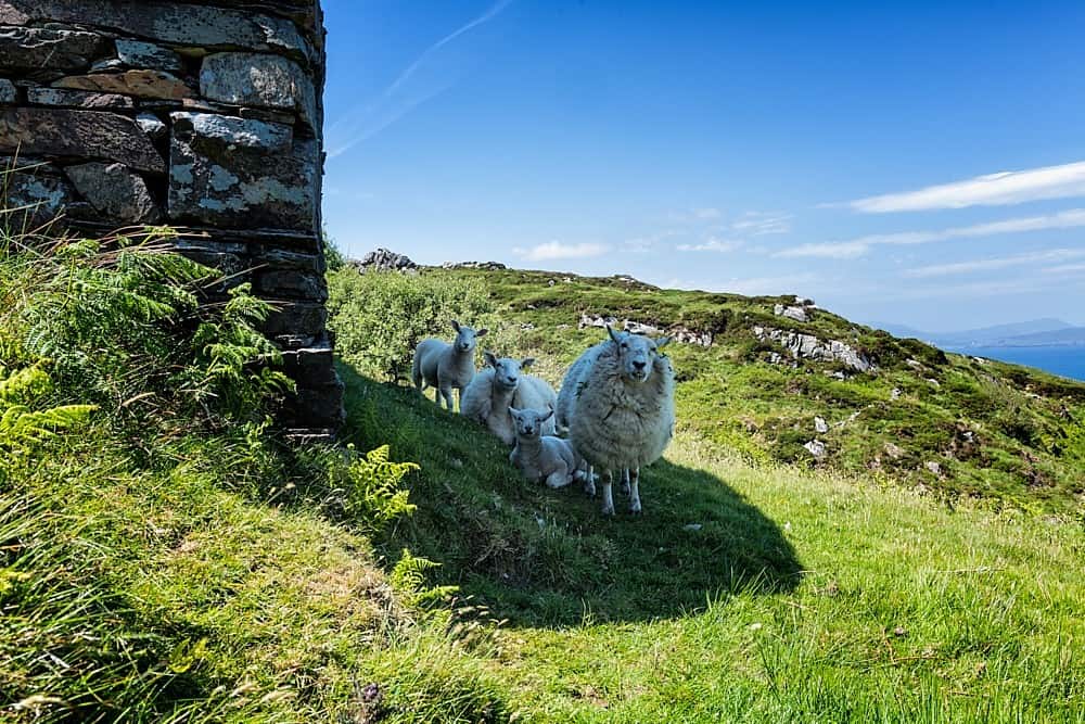 Sheep‘s Head - Wild Atlantic Way